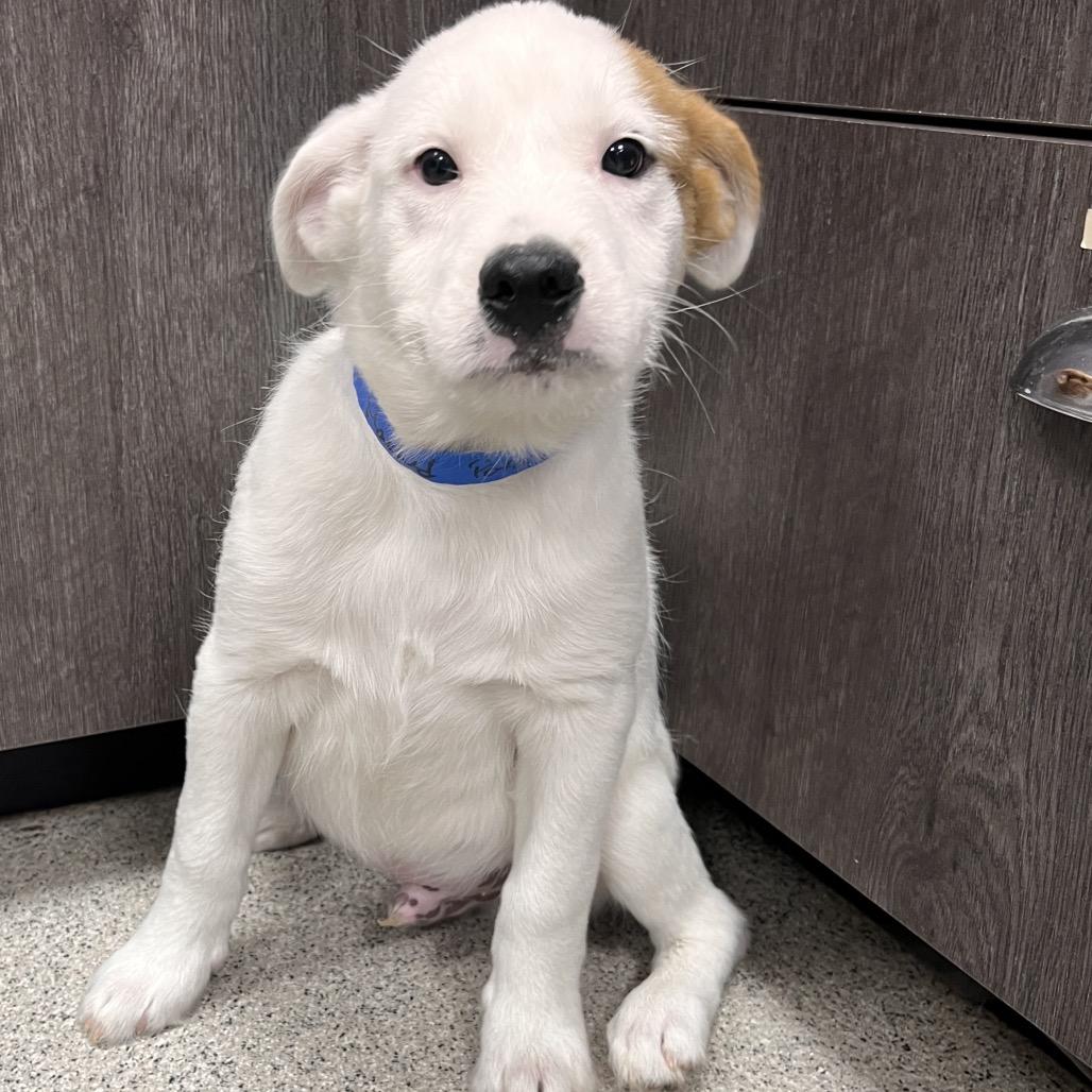 Adopt Paul Today - Find Paw Pal