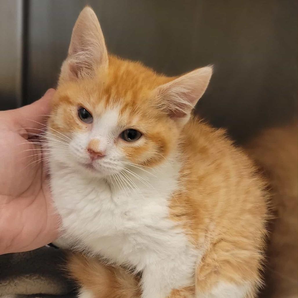 Adopt Magical Liopleurodon Today - Find Paw Pal