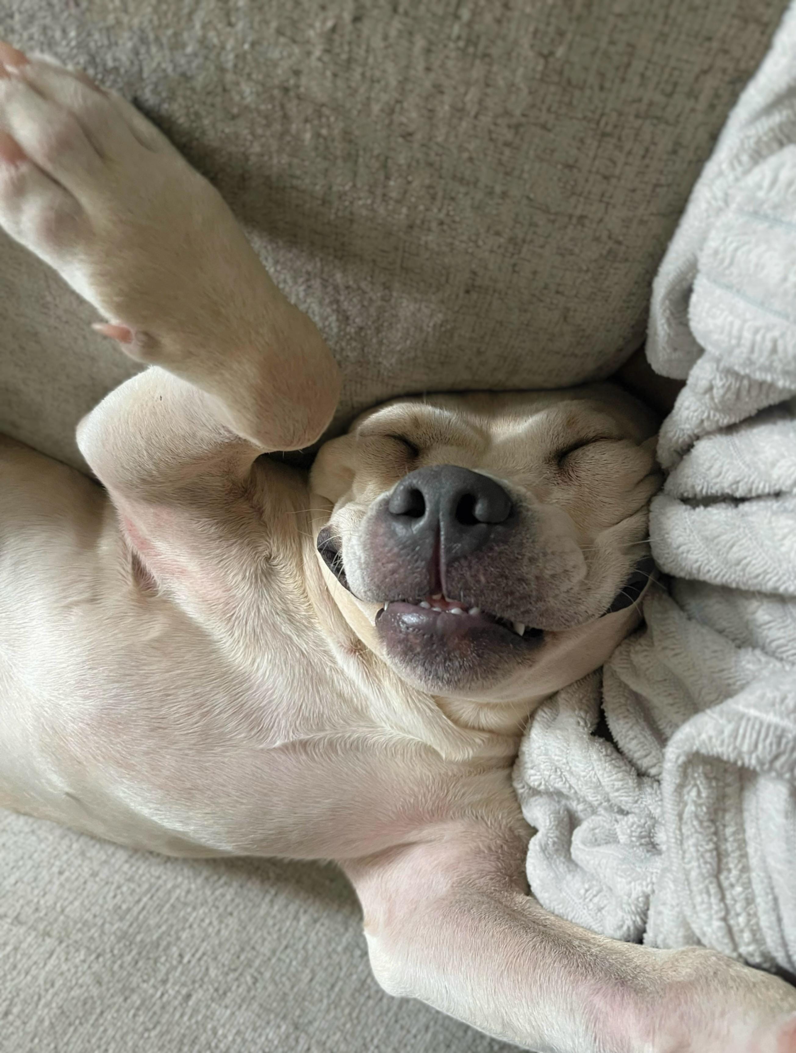 Adopt Goose Today - Find Paw Pal