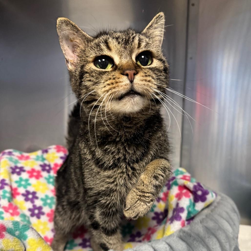 Adopt Pumpkin Today - Find Paw Pal