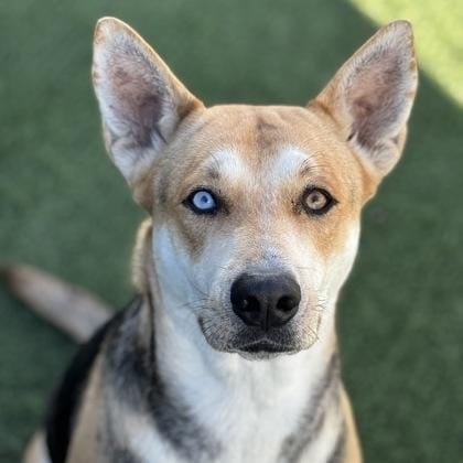 Adopt Zooble Today - Find Paw Pal