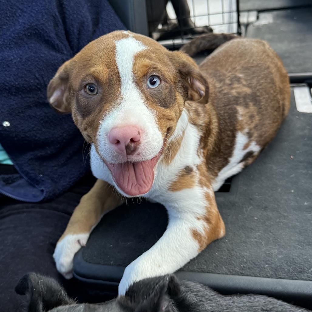 Dog Pounds Near Me - Find Paw Pal