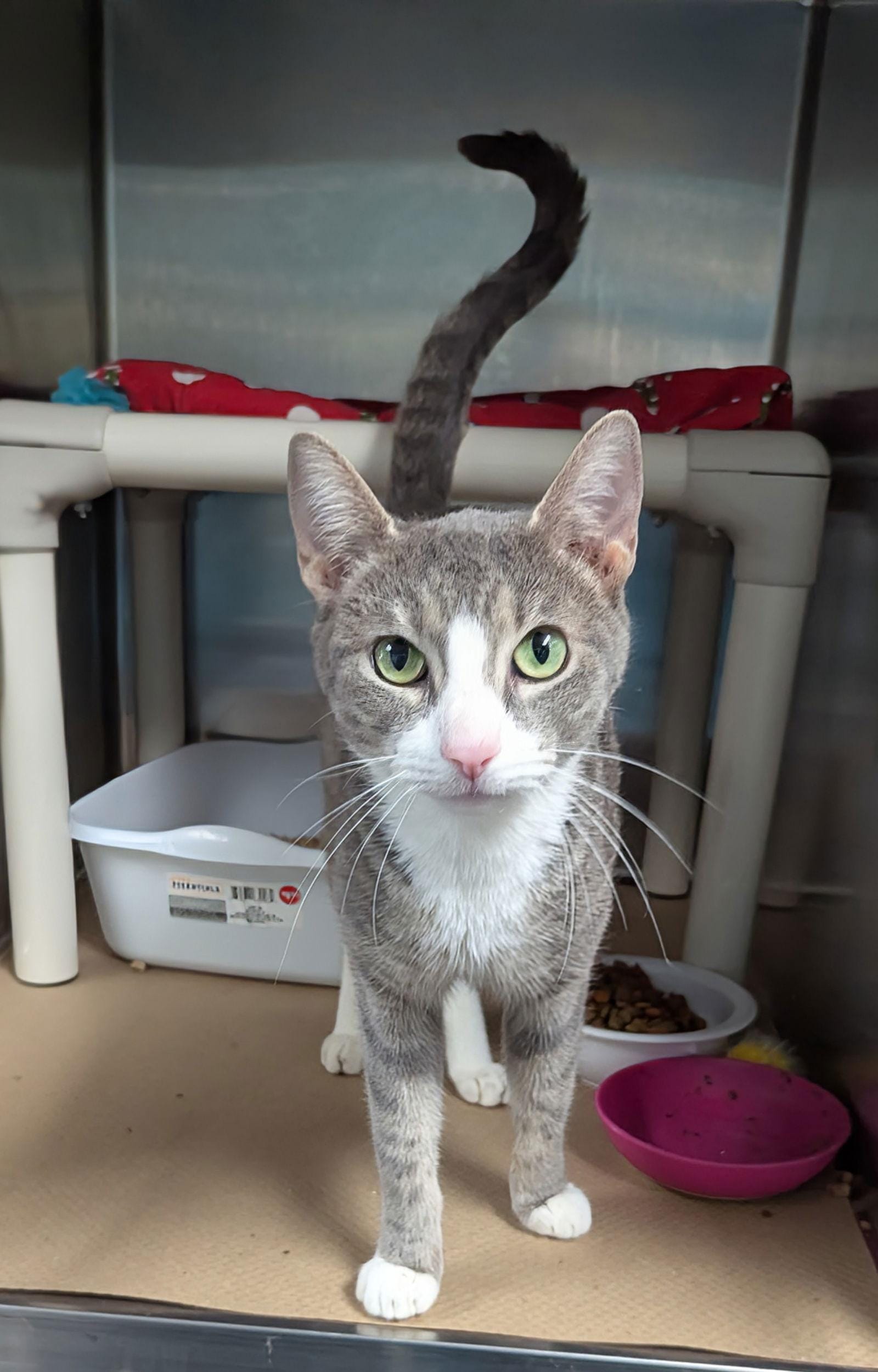 Adopt Sissy Today - Find Paw Pal