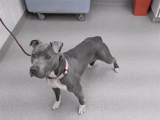 Adopt Cowlick Today - Find Paw Pal