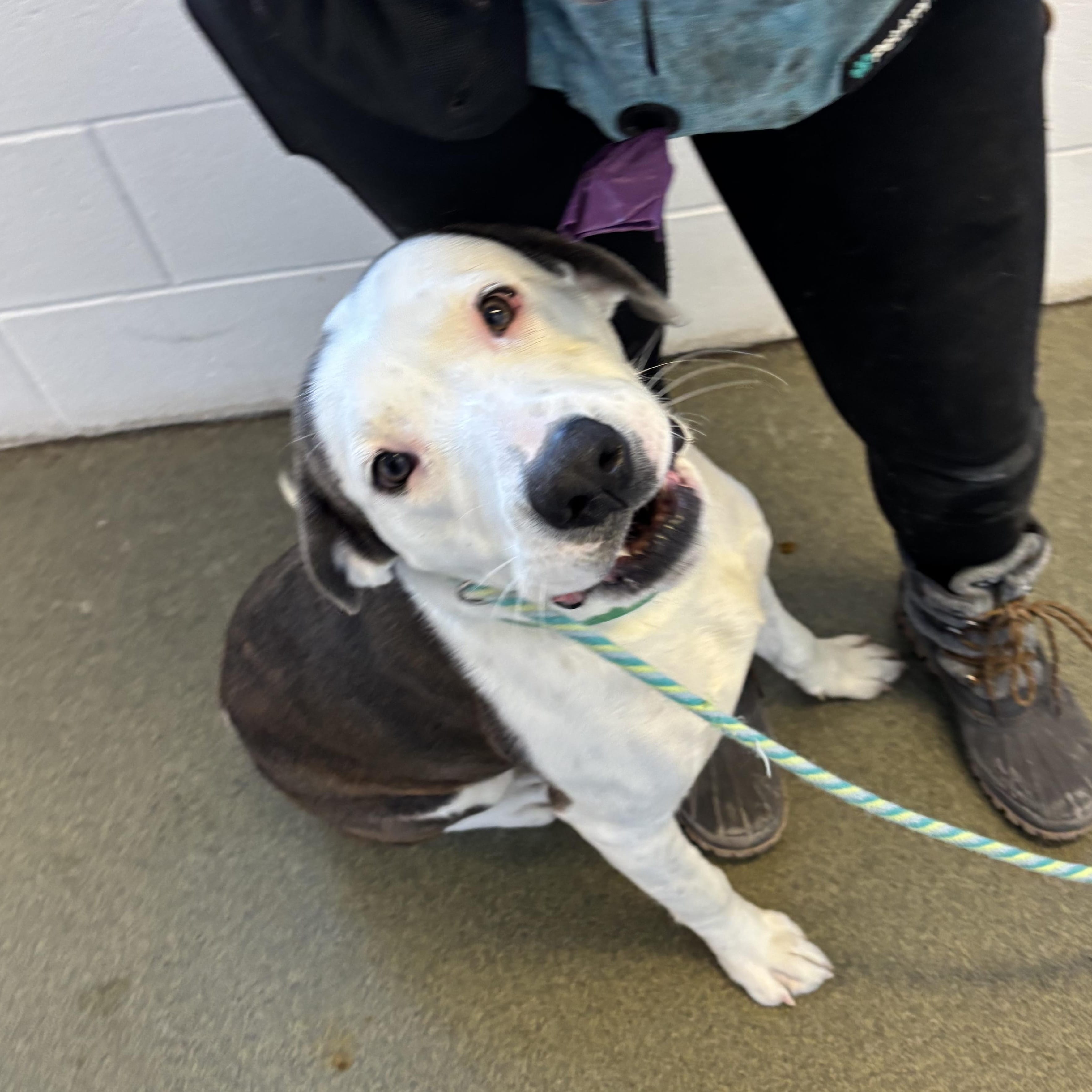 Humane Society Near Me - Find Paw Pal