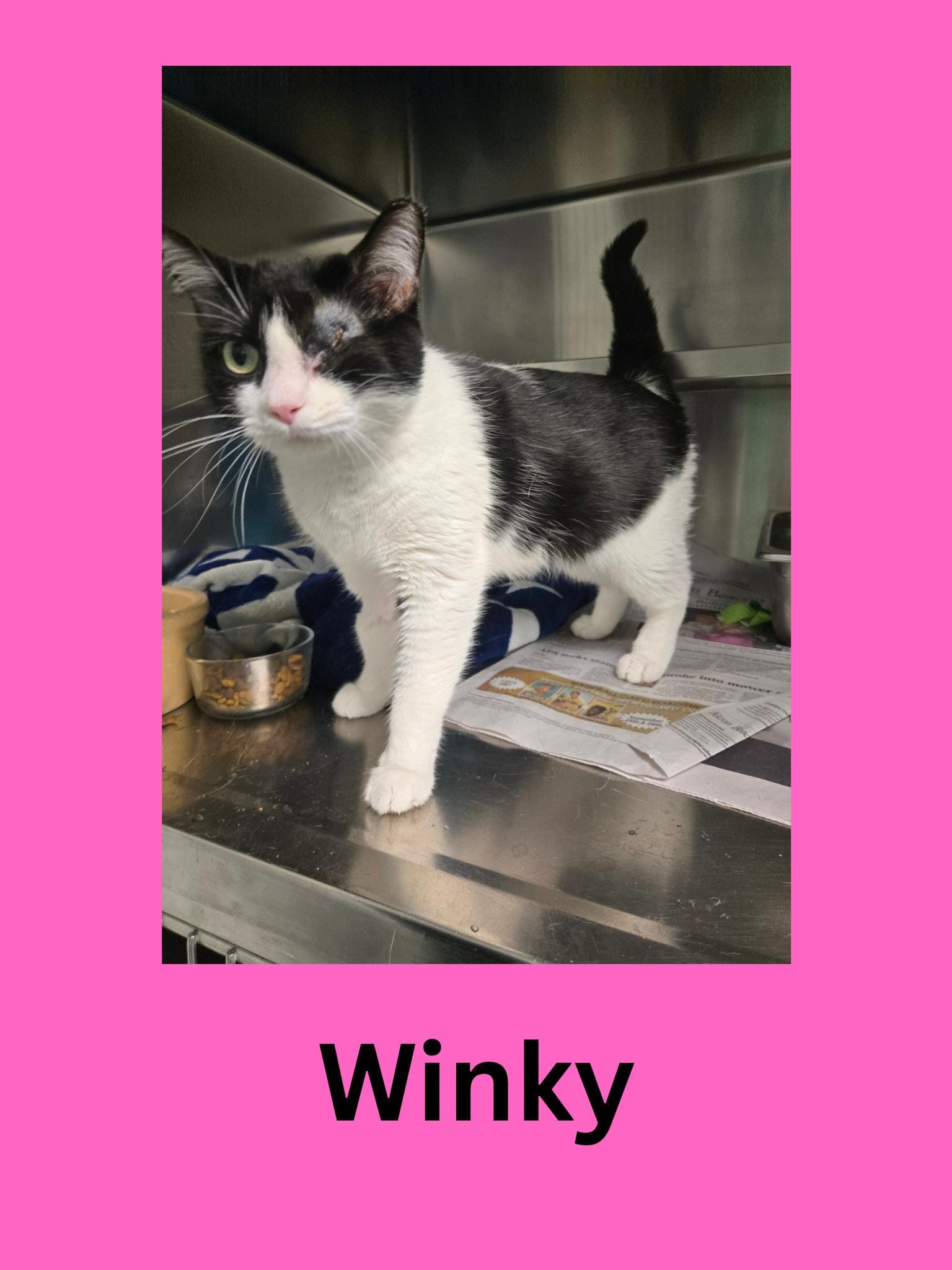 Adopt Winky Today - Find Paw Pal
