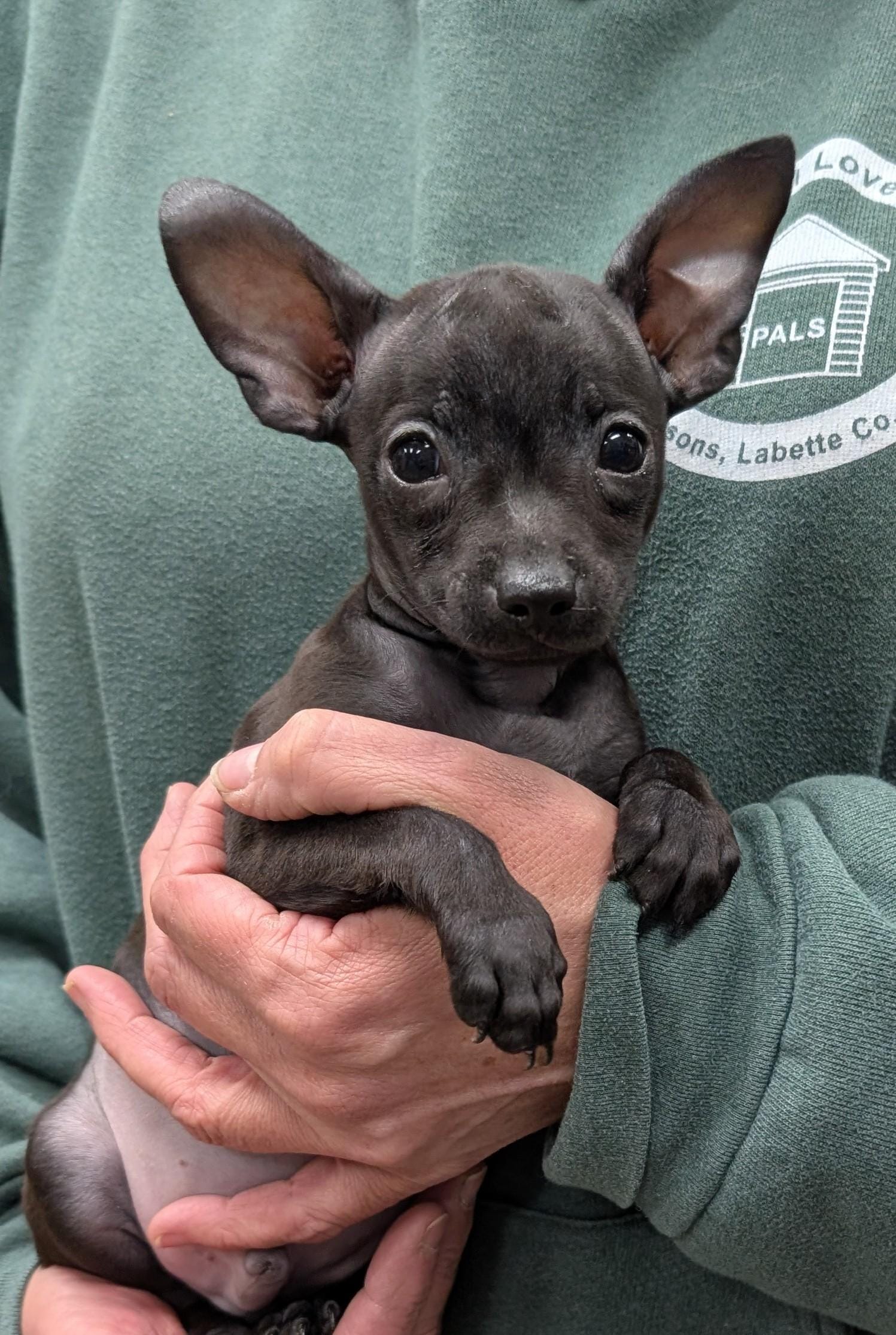 Adopt Knox Today - Find Paw Pal