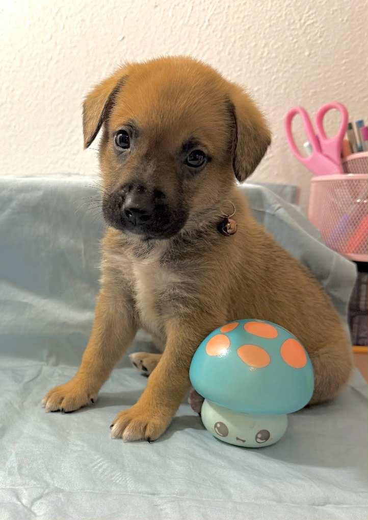 Adopt Ulysses Today - Find Paw Pal