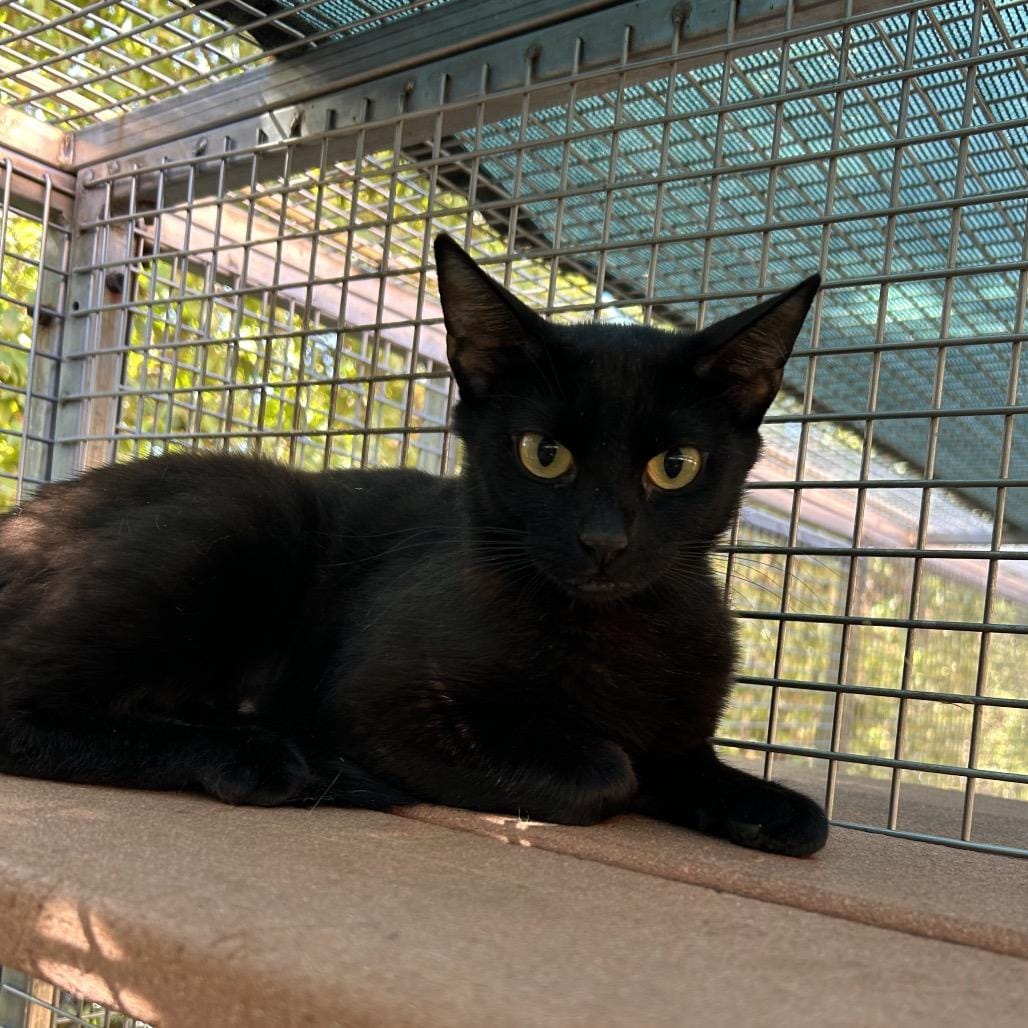 Adopt Flo Milli Today - Find Paw Pal