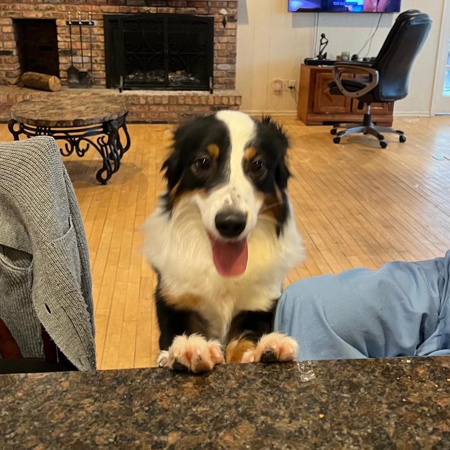 Adopt Theadore Roosevelt "Teddy" Today - Find Paw Pal