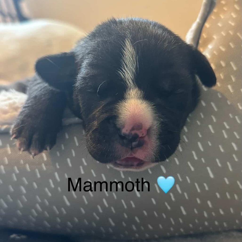 Adopt Mammoth Today - Find Paw Pal