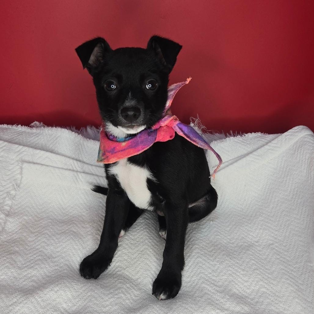 Adopt Frank Today - Find Paw Pal