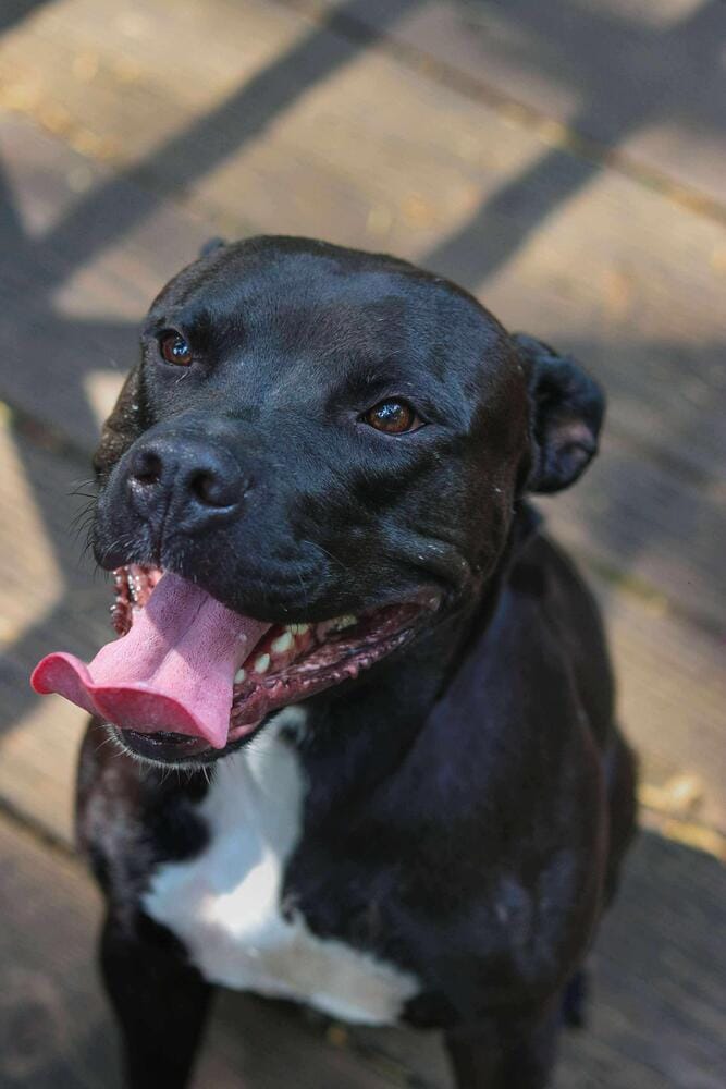 Adopt Ezra Bridger (FKA Scar #2) Today - Find Paw Pal