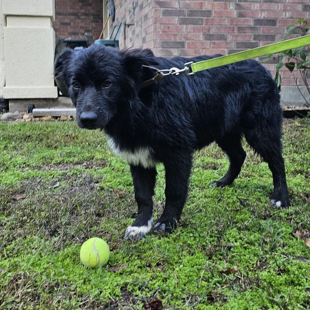 Adopt Teddy Today - Find Paw Pal