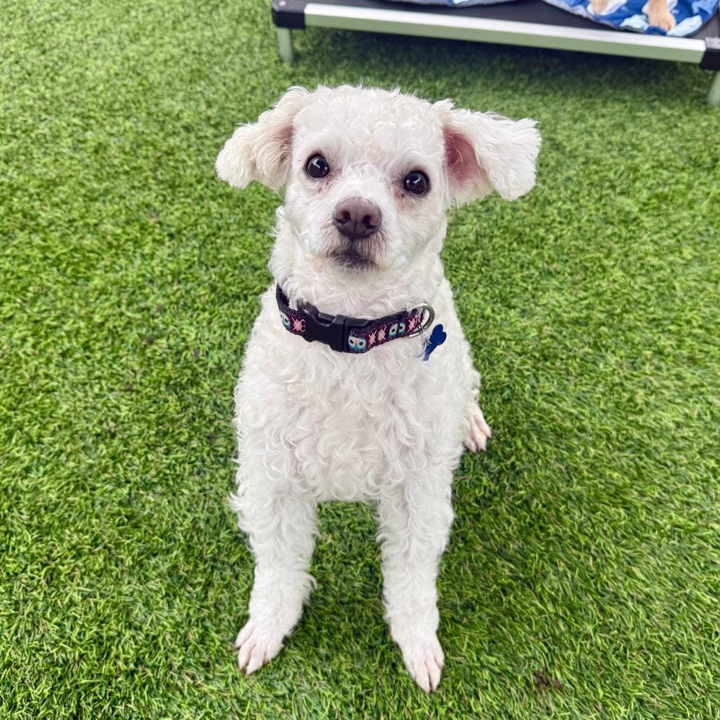 Adopt the Ideal Dog Near You - Find Paw Pal