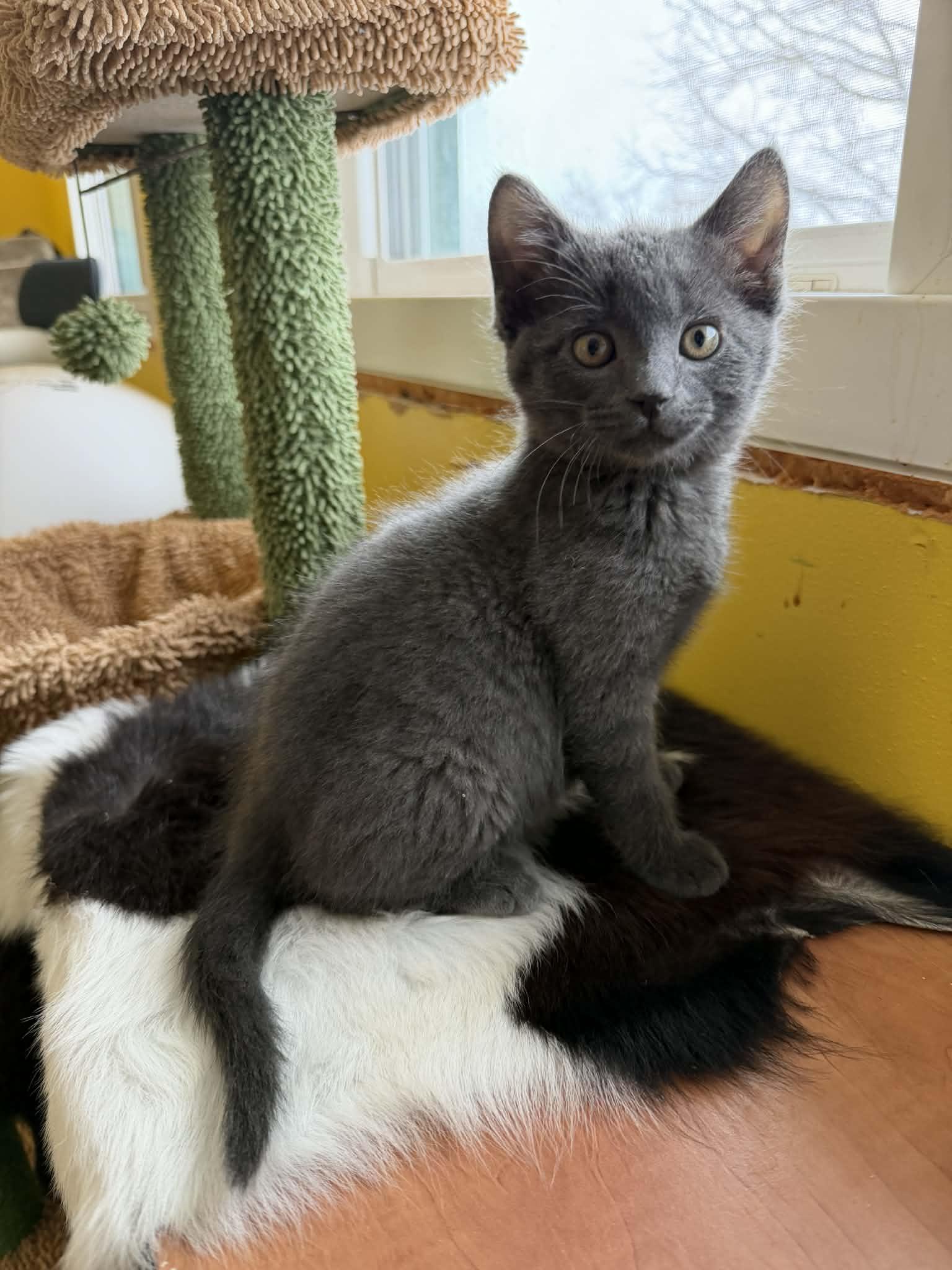 Adopt Bad Bunny Today - Find Paw Pal