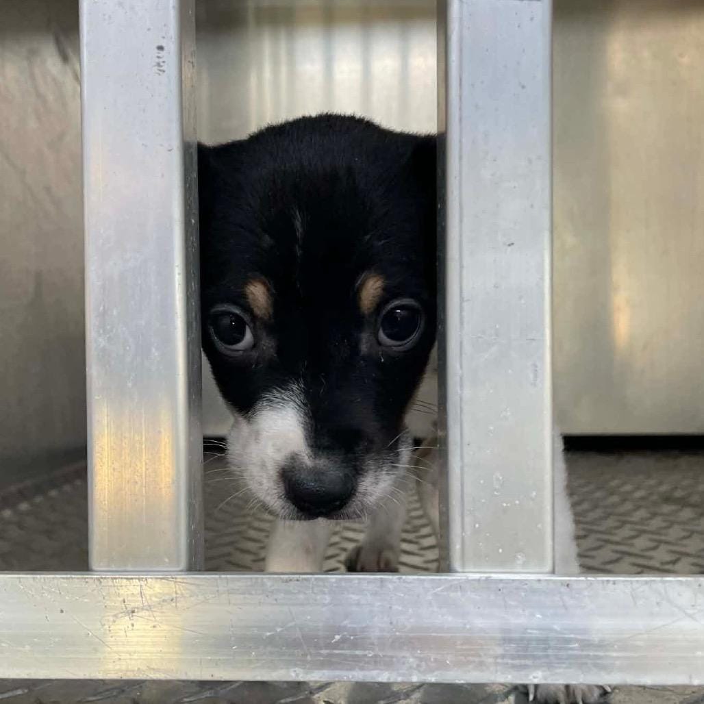 Adopt Sprout C117 Today - Find Paw Pal