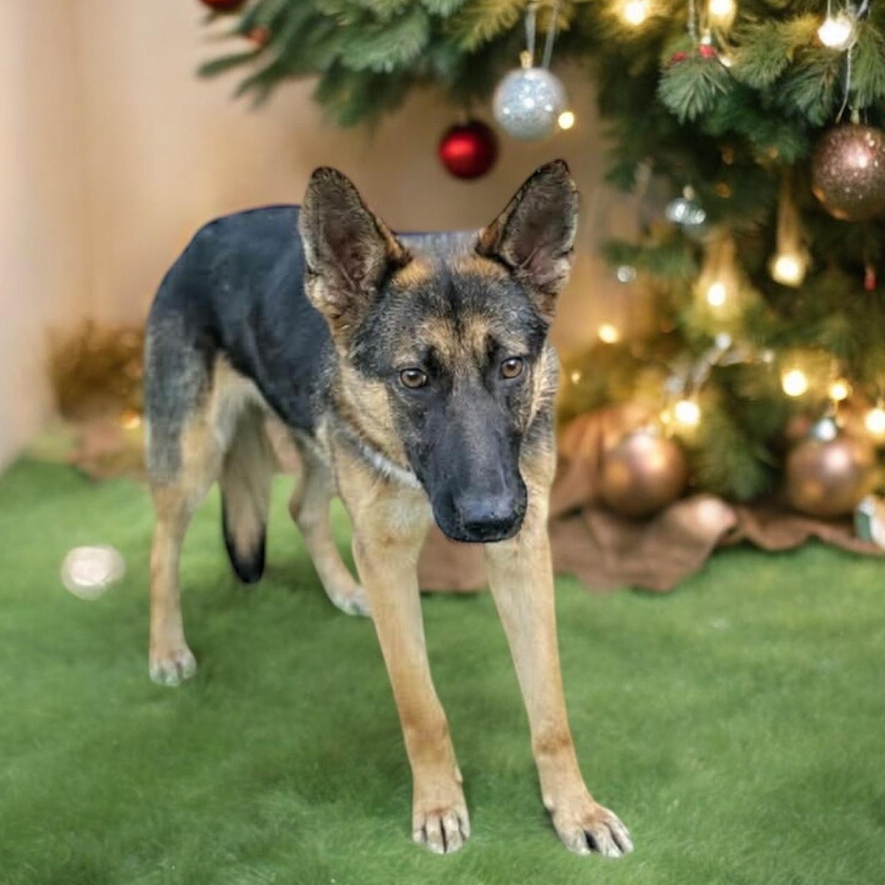 Adopt STEPH GS Today - Find Paw Pal