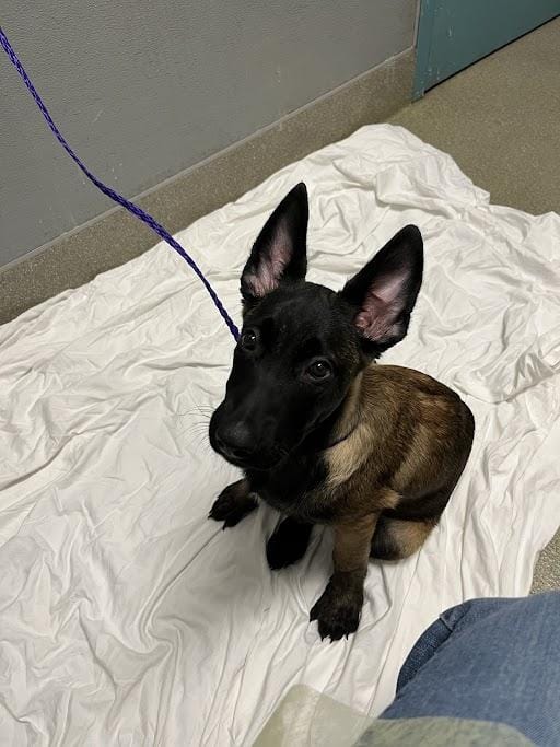 Adopt Zuri Today - Find Paw Pal