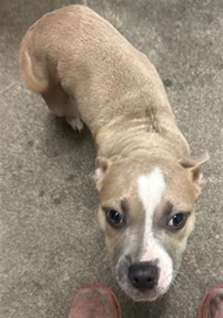 Adopt CLUCK Today - Find Paw Pal