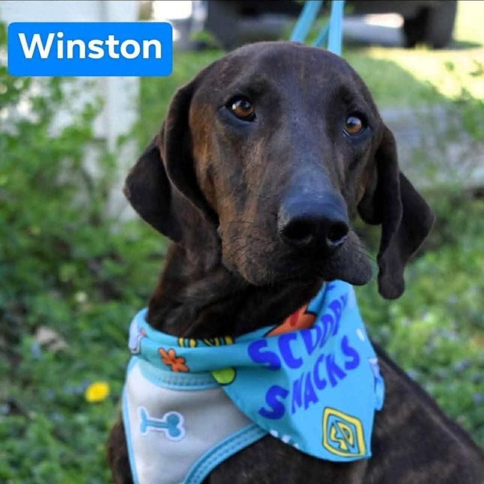 Adopt Winston Today - Find Paw Pal