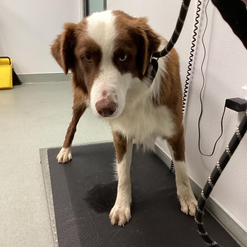 Humane Society Near Me - Find Paw Pal