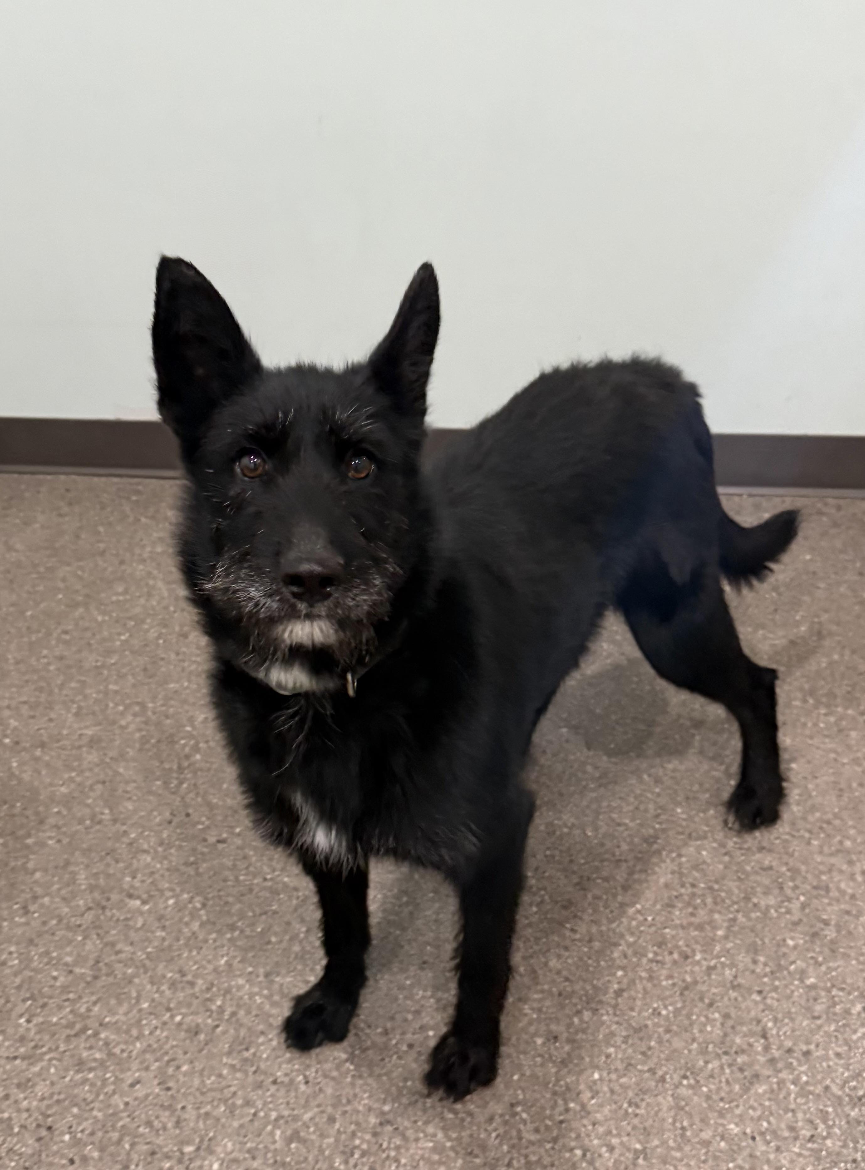 Adopt Bubby Today - Find Paw Pal