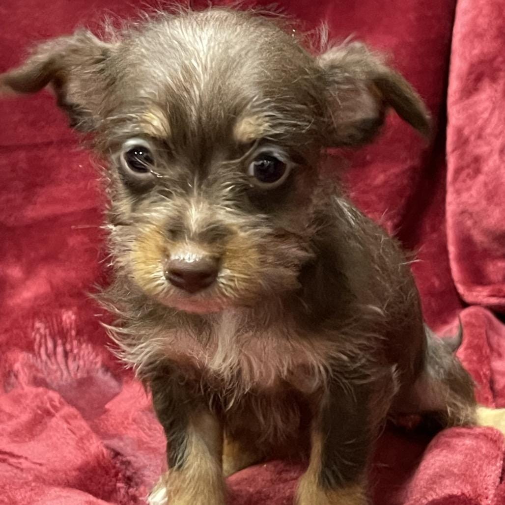 Adopt KATE SPADE Today - Find Paw Pal