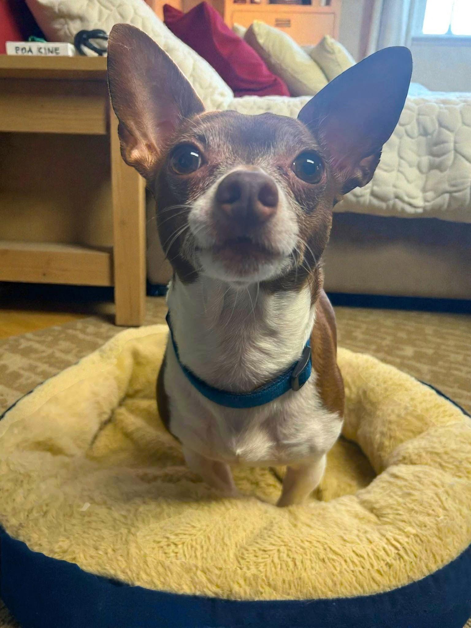 Adopt Pee Wee Today - Find Paw Pal