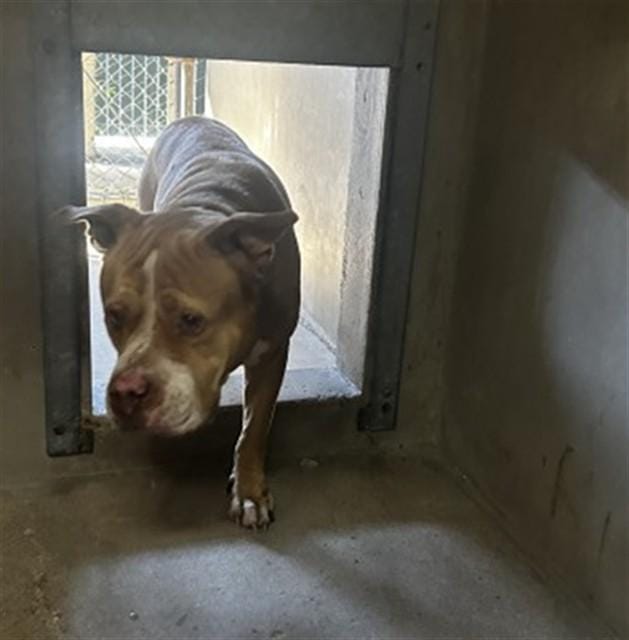 Adopt Ezra Bridger (FKA Scar #2) Today - Find Paw Pal