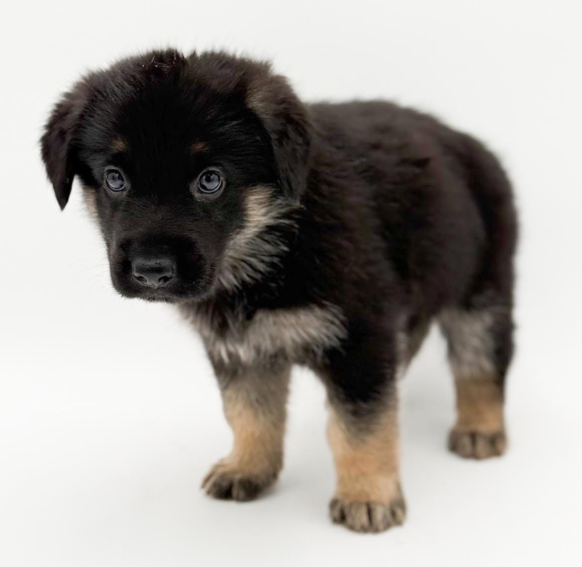 Adopt Fritz is FANTASTIC - super cutie! German shepherd magic - Will be ...