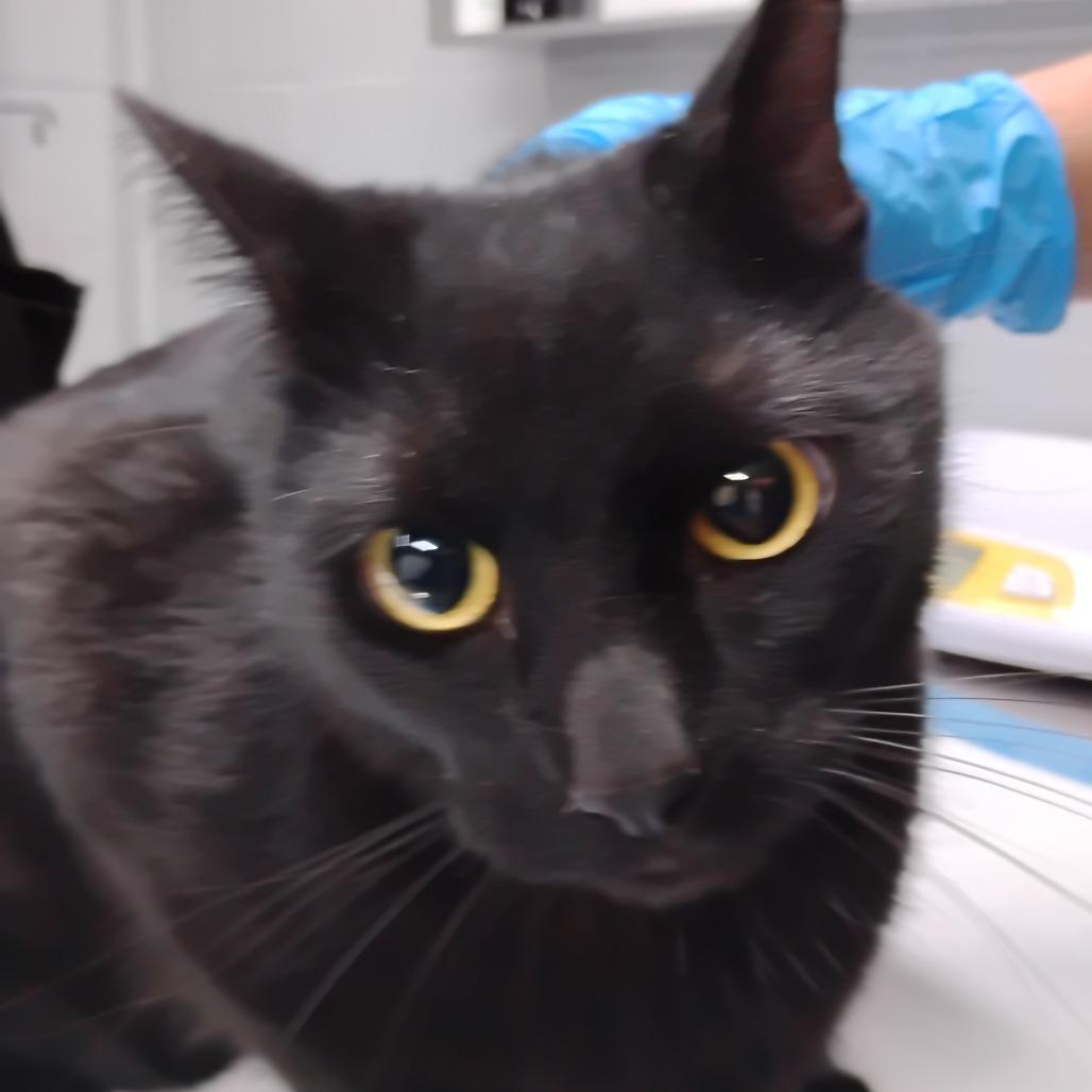 Adopt Benjamin Today - Find Paw Pal