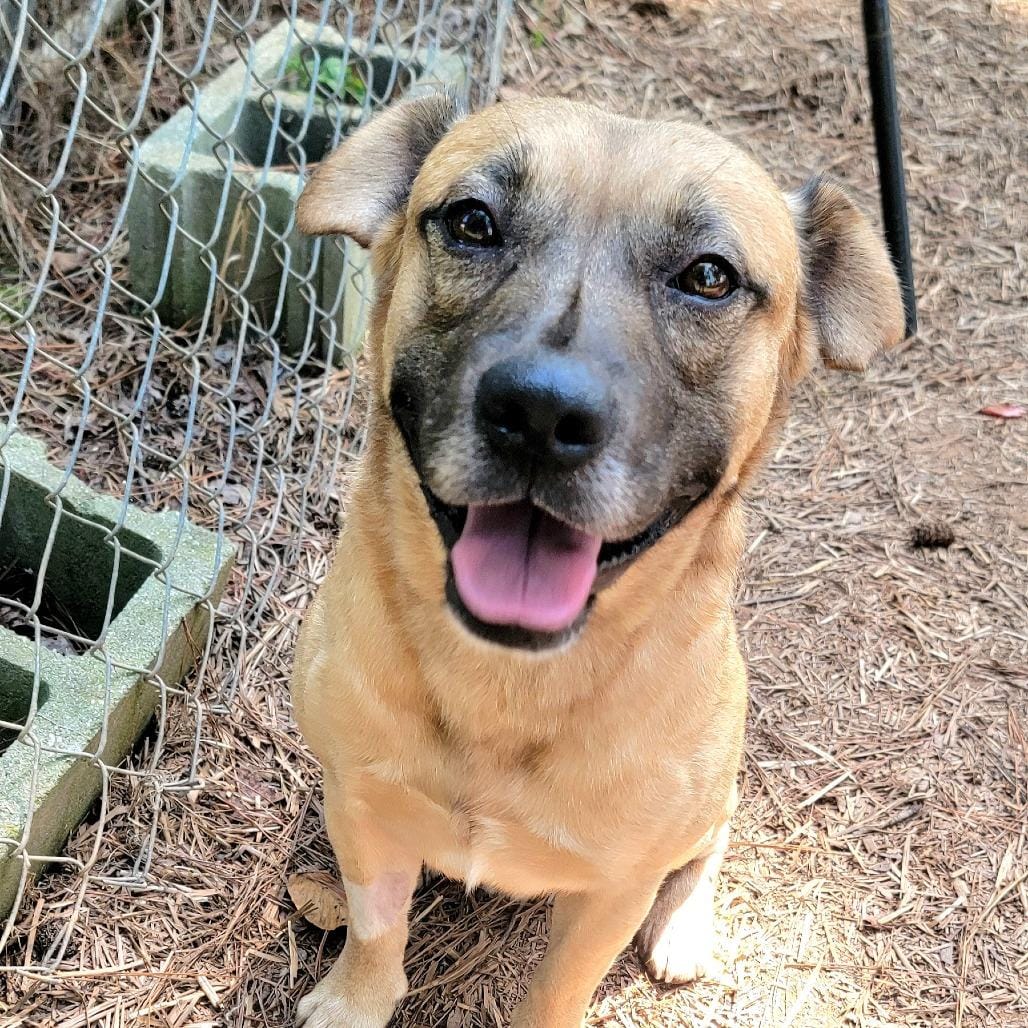 Adopt The Rizzler Today - Find Paw Pal