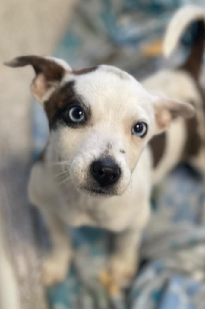 Adopt Reggie Today - Find Paw Pal