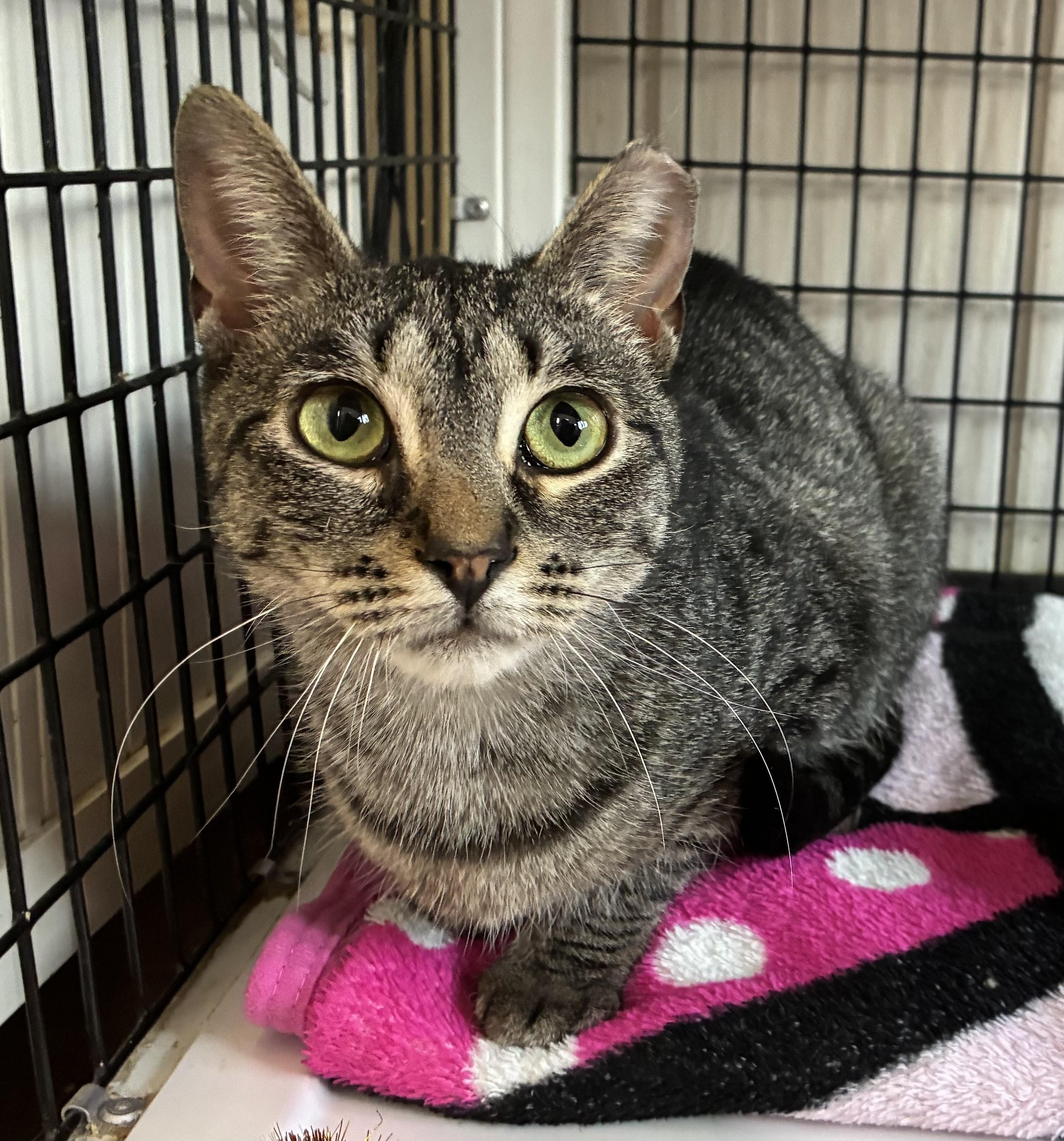 Adopt Audrey Franklin Today - Find Paw Pal