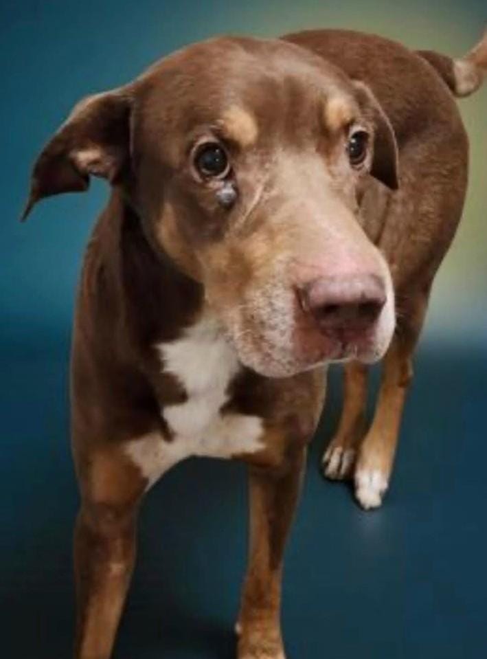 Adopt Dasher (BEST Companion Ever) Today - Find Paw Pal