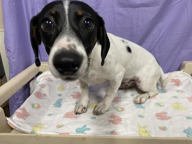 Adopt Baby Dill Pickle Today - Find Paw Pal