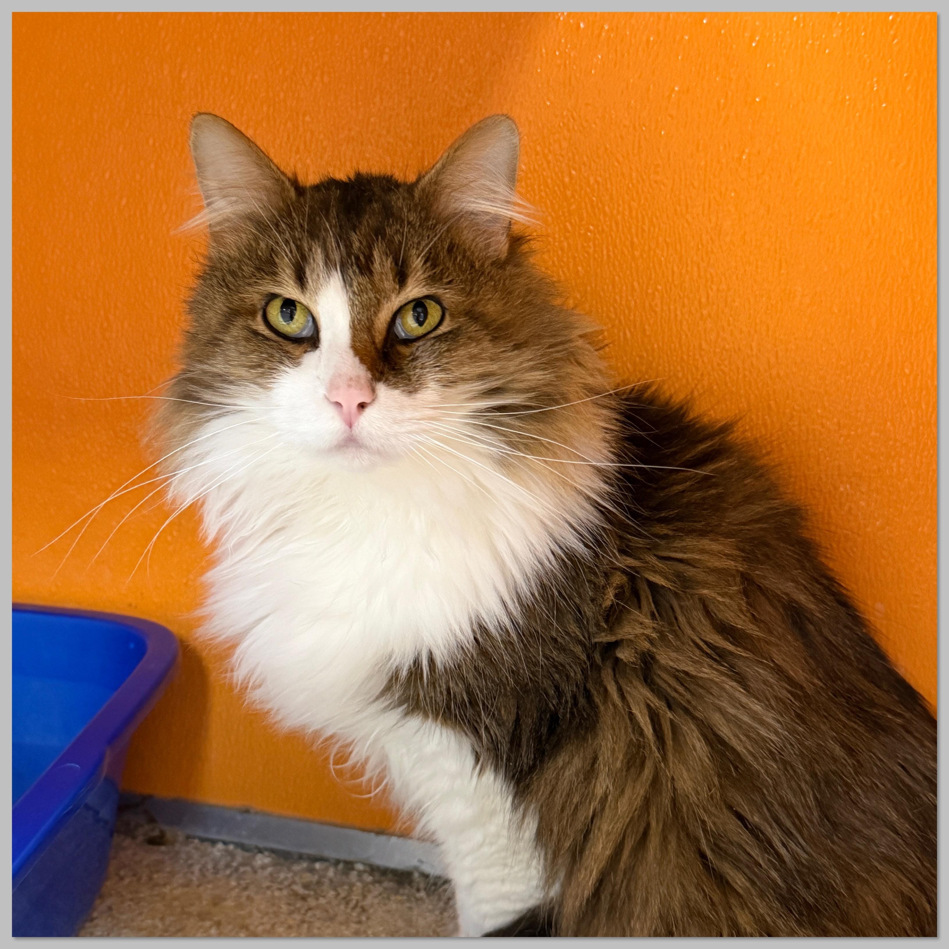 Friendship Animal Protective League in Elyria, OH - Find Paw Pal