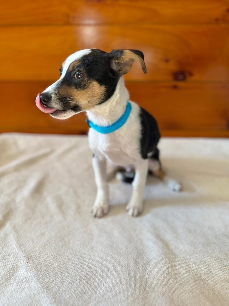 Adopt Pip Today - Find Paw Pal