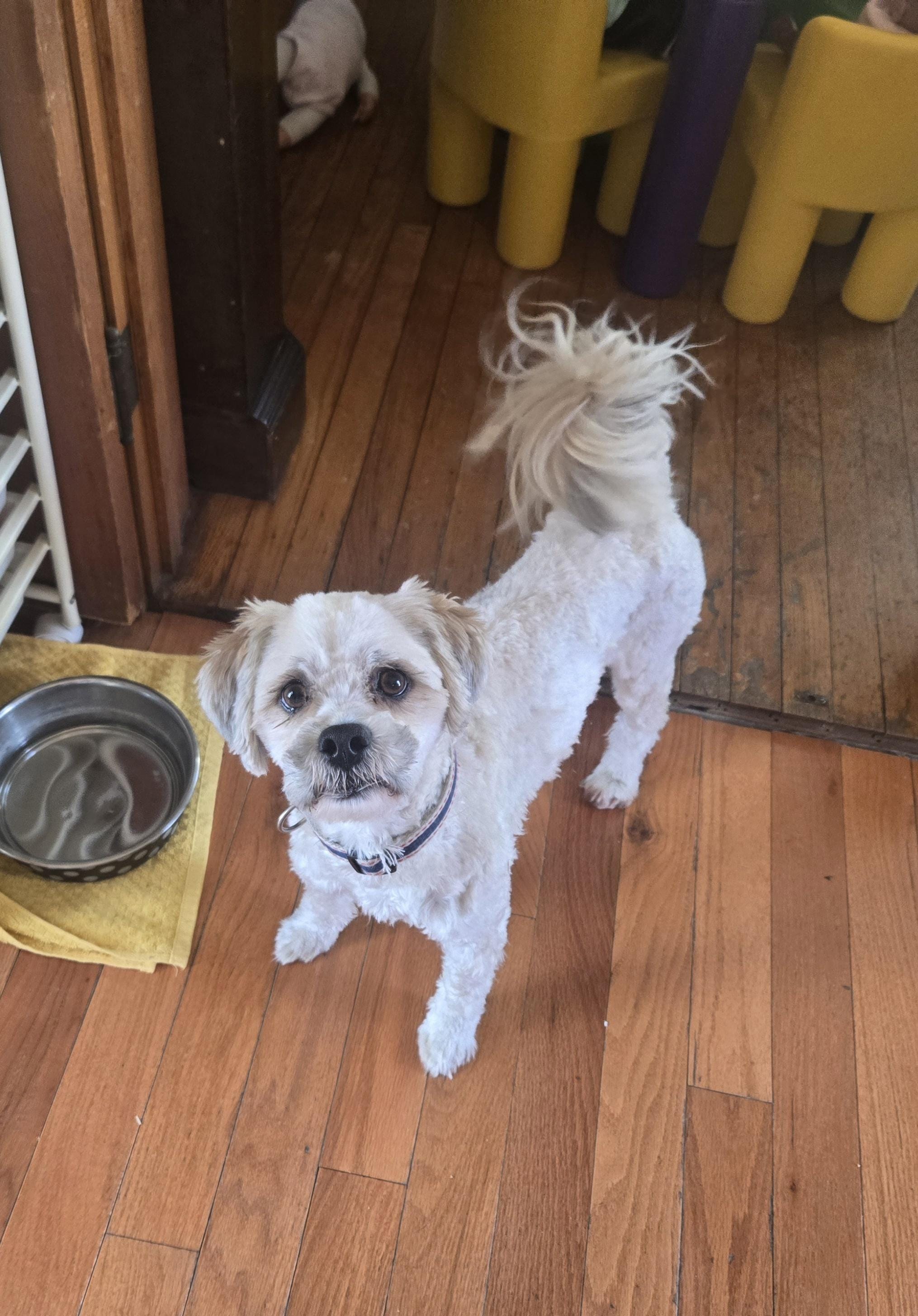 Adopt Sprocket Today - Find Paw Pal