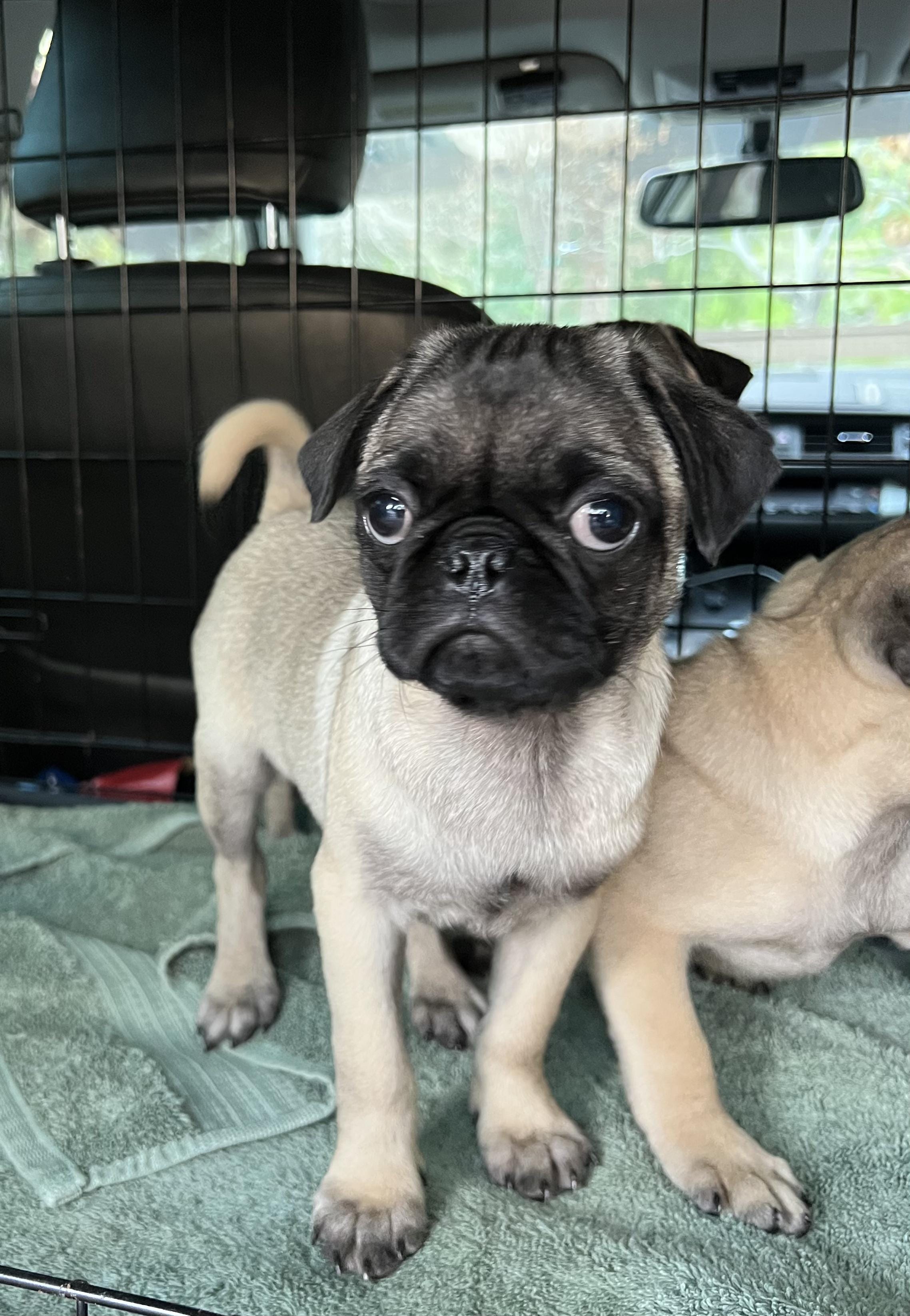 Adopt Snap Today - Find Paw Pal