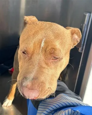 Adopt GRASSHOPPER Today - Find Paw Pal