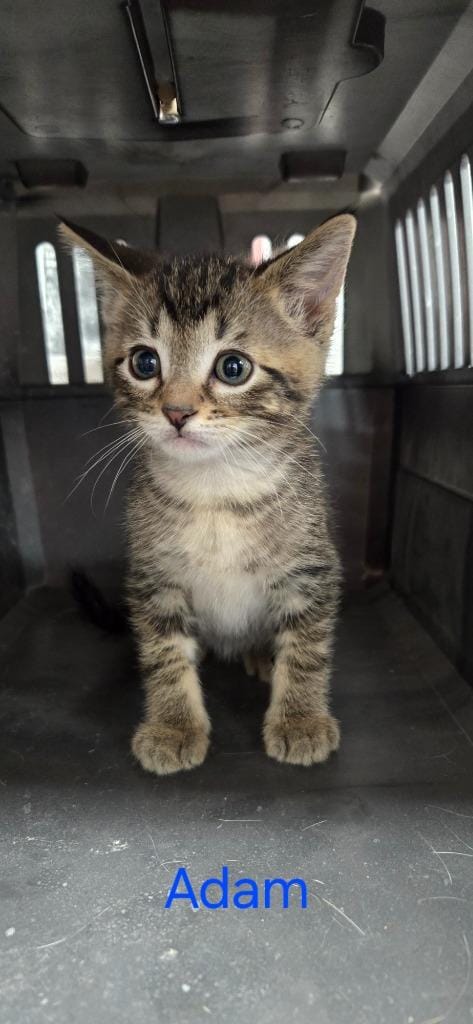 Adopt Adam Today - Find Paw Pal
