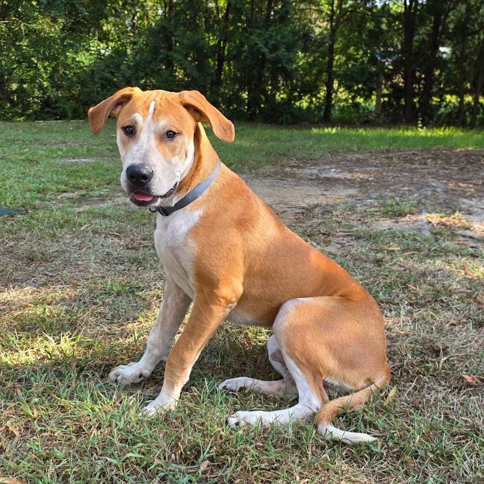 Humane Society Near Me - Find Paw Pal