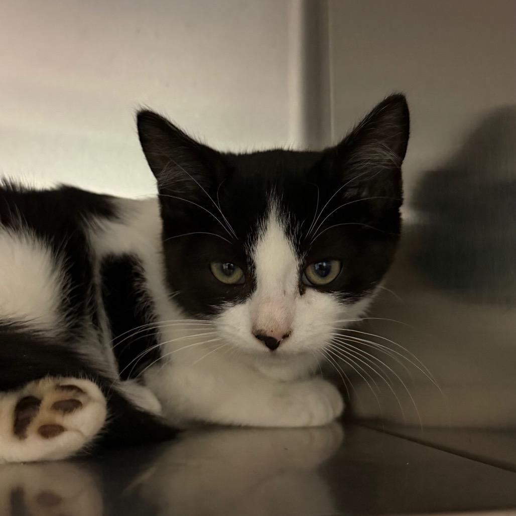 Adopt Ankara Today - Find Paw Pal