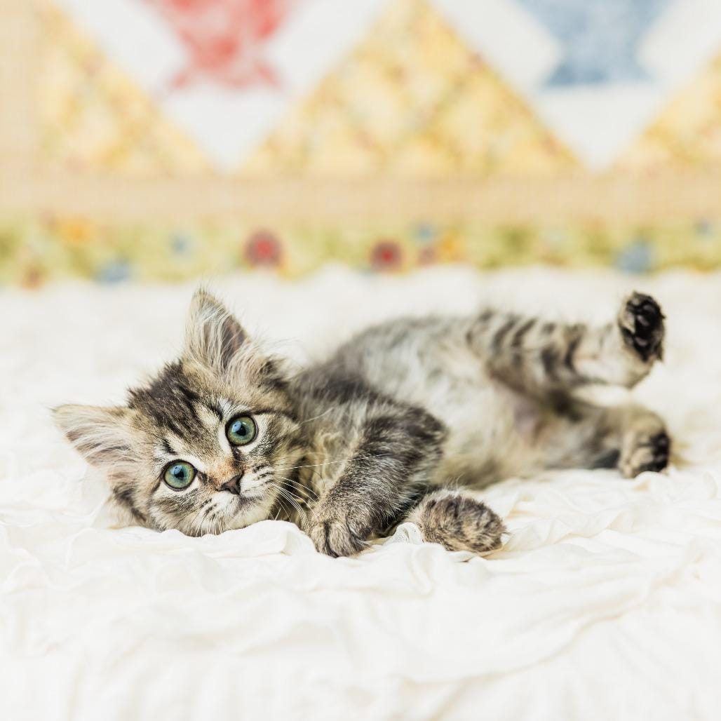 Adopt Sharpie Today - Find Paw Pal