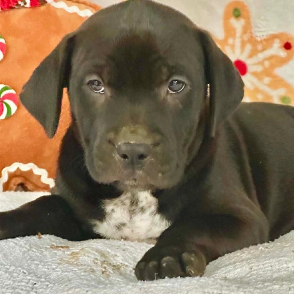 Blue Ridge Humane Society in Hendersonville, NC - Find Paw Pal