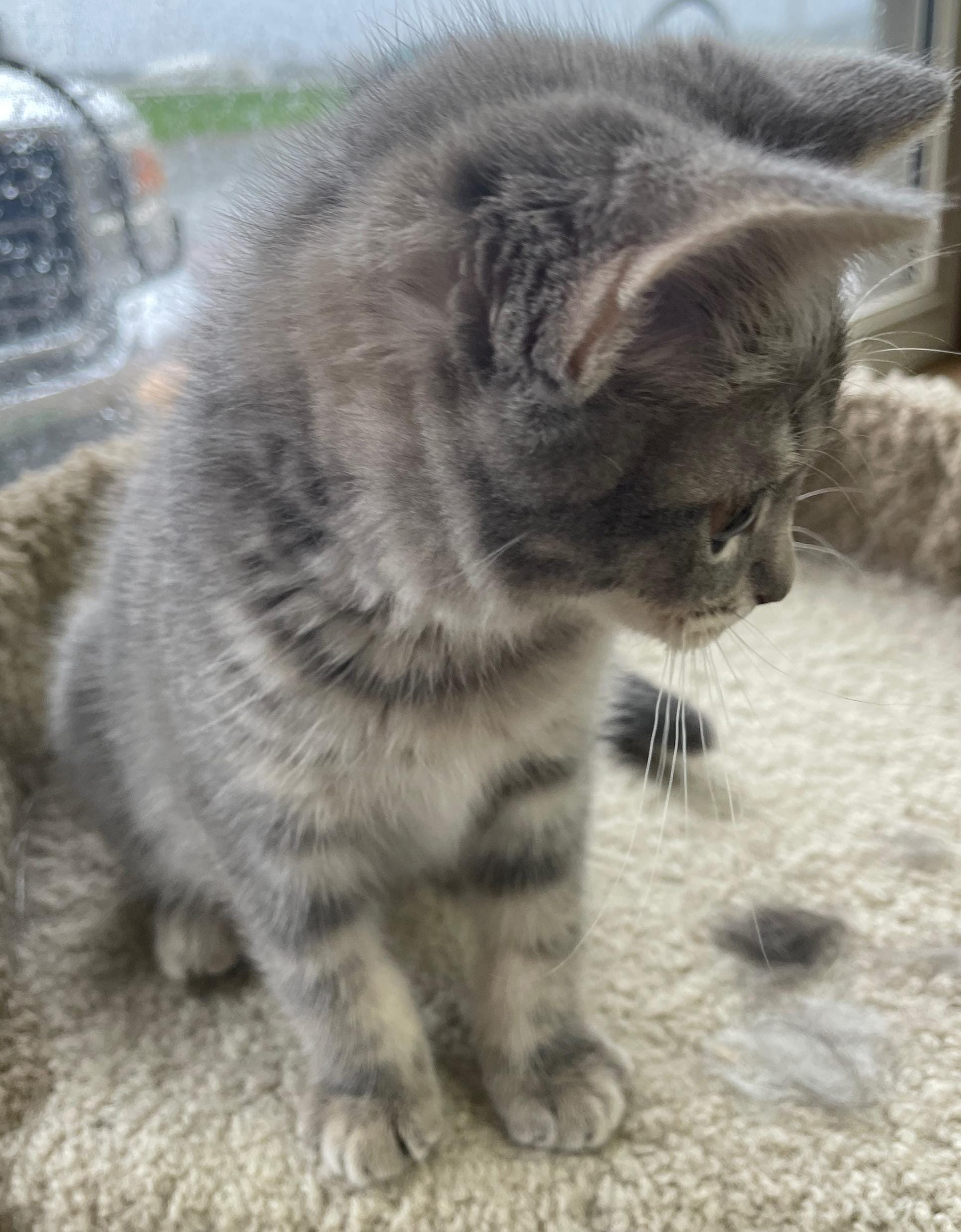 Clark County Humane Society in Neillsville, WI - Find Paw Pal