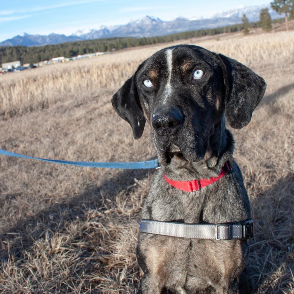 Adopt BLU Today - Find Paw Pal