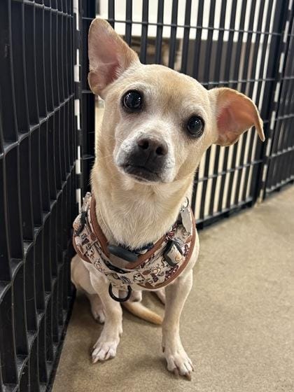 Adopt Sully Today - Find Paw Pal